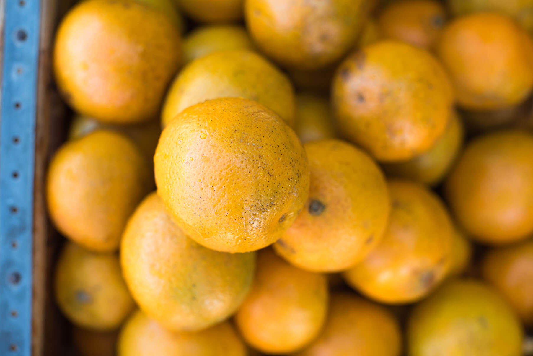 Submit Research Ideas for an HLB Solution | Citrus Research and ...